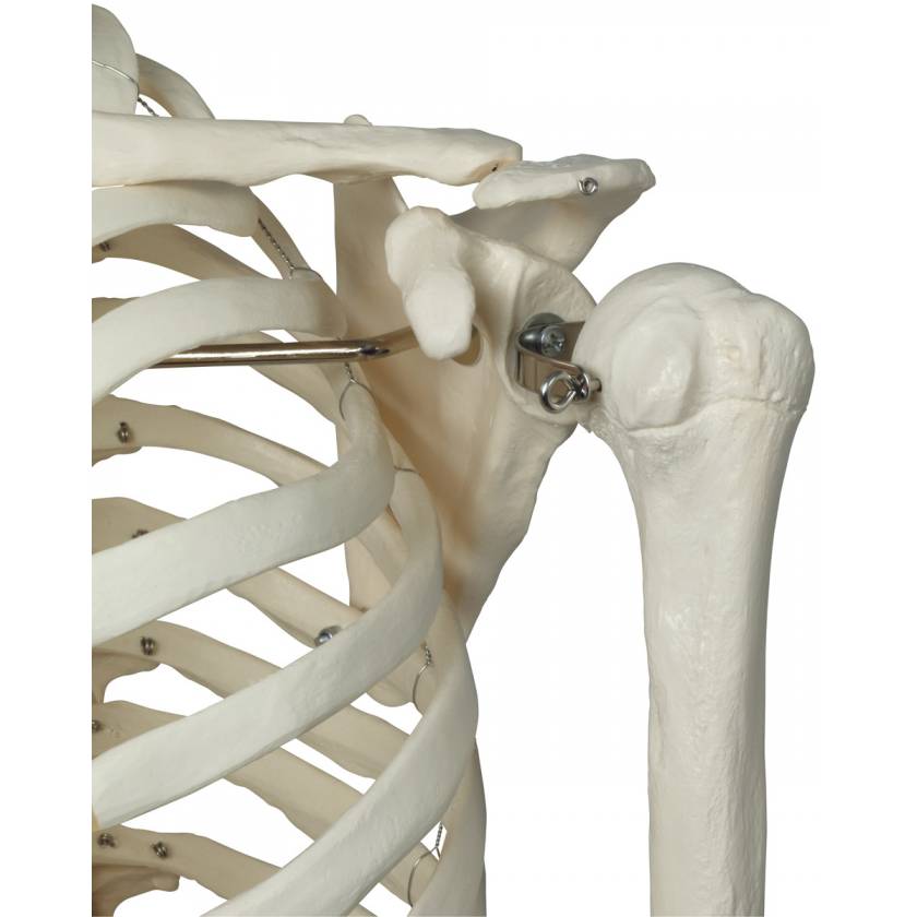 3B Scientific A10-1 Stan the Skeleton Model on Hanging Roller Stand