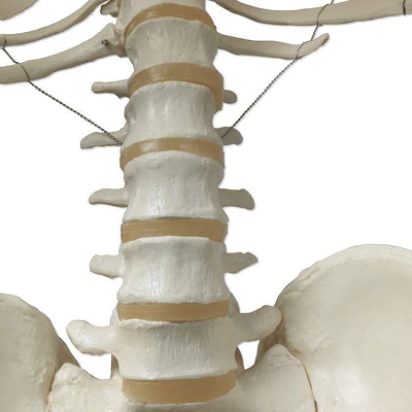 3B Scientific A10-1 Stan the Skeleton Model on Hanging Roller Stand