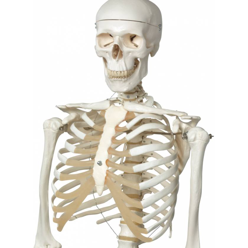 3B Scientific A10-1 Stan the Skeleton Model on Hanging Roller Stand