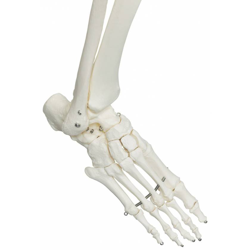 Human Skeleton Model "Stan" 3B Scientific | A10