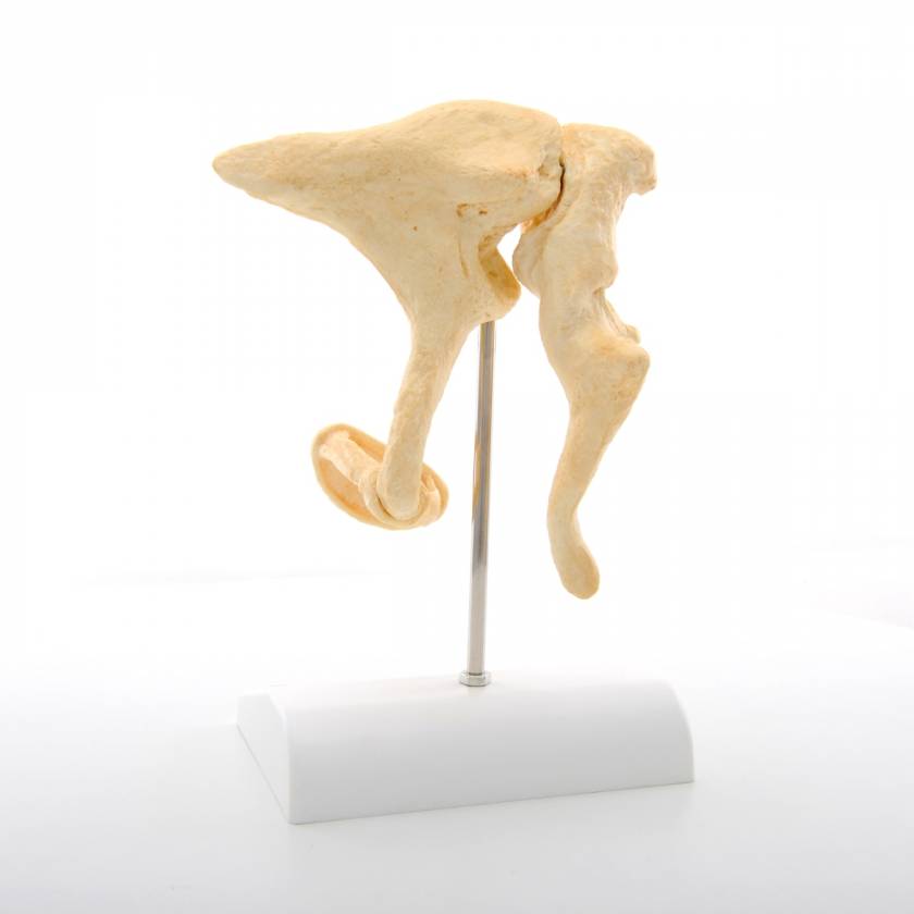 3B Scientific A100 Bonelike Ossicles - Magnified 20 Times Life Size