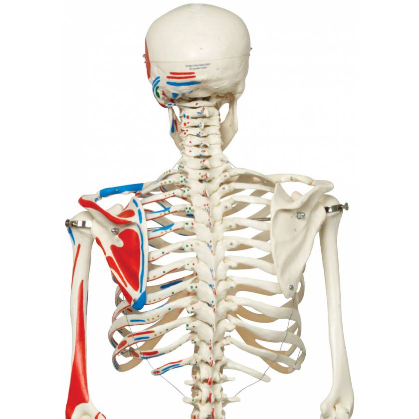 3B Scientific A11 Max the Muscle Skeleton on Pelvic Mounted Stand