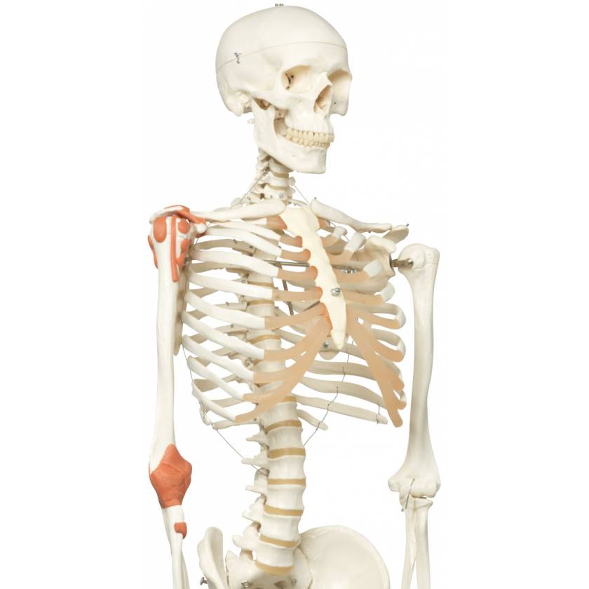 3B Scientific A12 Leo the Ligament Skeleton on Pelvic Mounted Stand