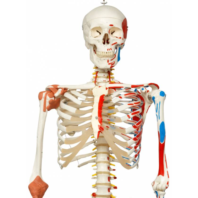 3B Scientific A13-1 Sam the Super Skeleton on Hanging Roller Stand