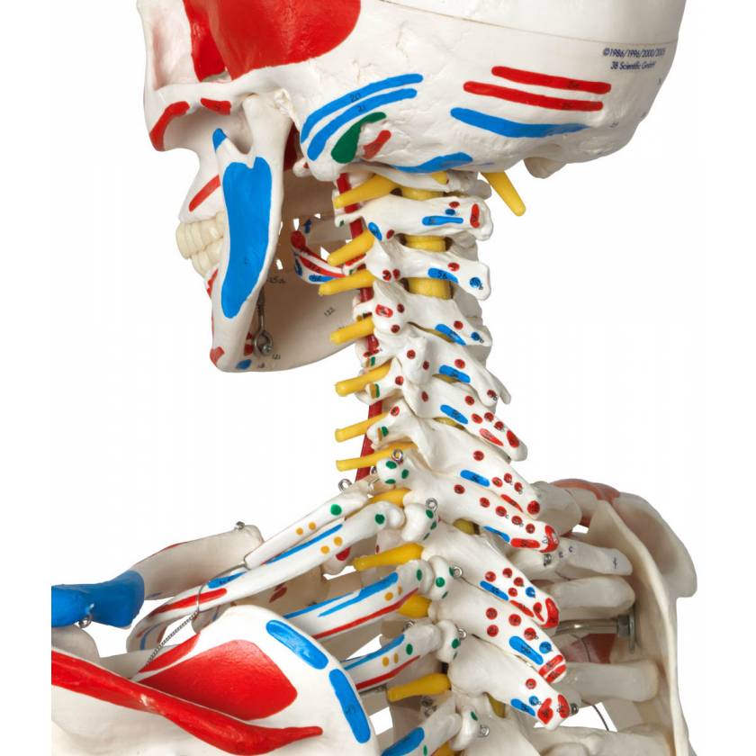 3B Scientific A13-1 Sam the Super Skeleton on Hanging Roller Stand