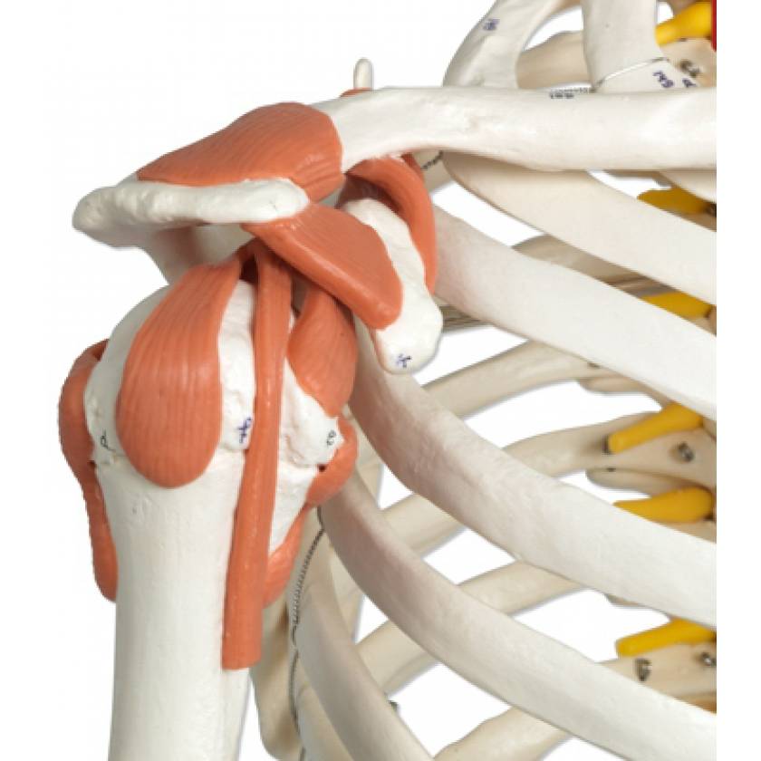 3B Scientific A13-1 Sam the Super Skeleton on Hanging Roller Stand