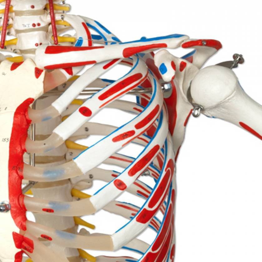 3B Scientific A13-1 Sam the Super Skeleton on Hanging Roller Stand