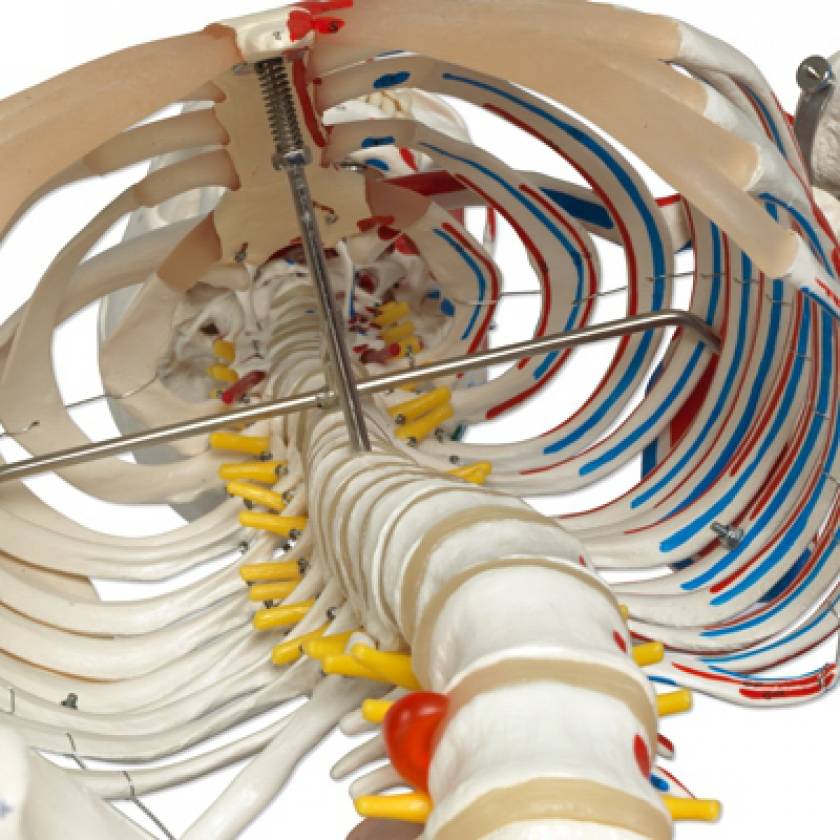 3B Scientific A13-1 Sam the Super Skeleton on Hanging Roller Stand