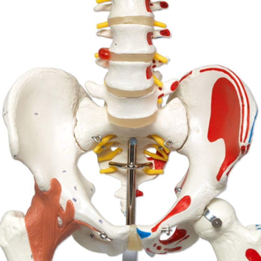 3B Scientific A13-1 Sam the Super Skeleton on Hanging Roller Stand