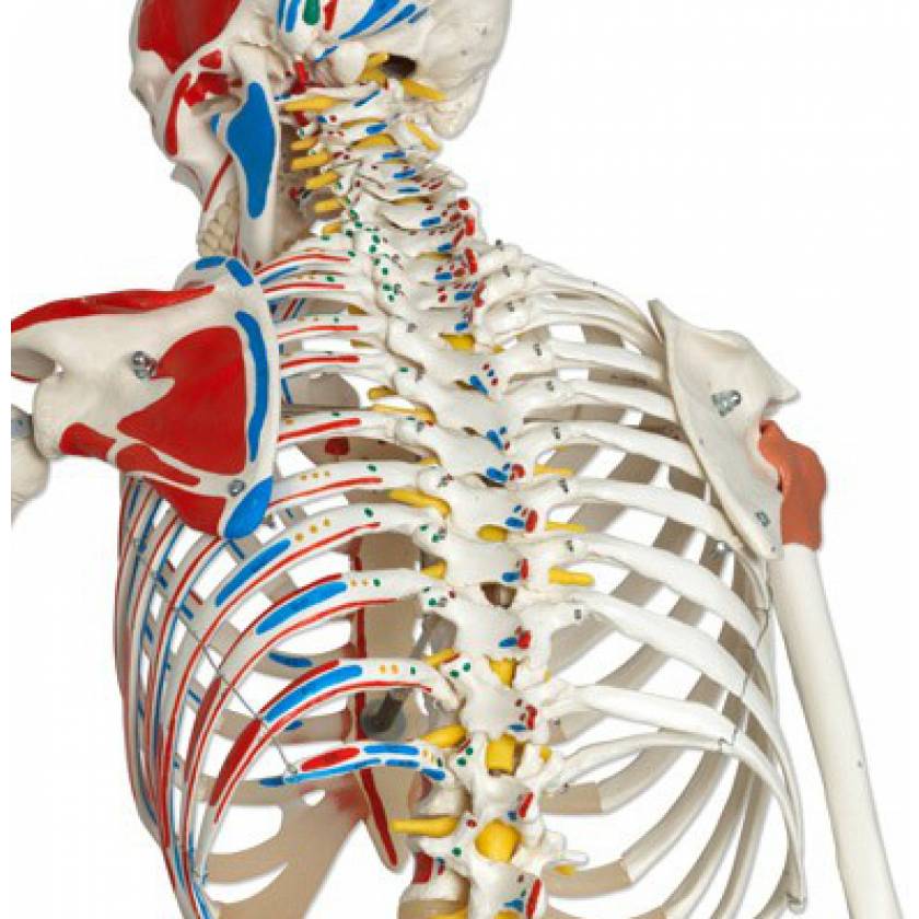 3B Scientific A13 Sam the Super Skeleton on Pelvic Mounted Stand