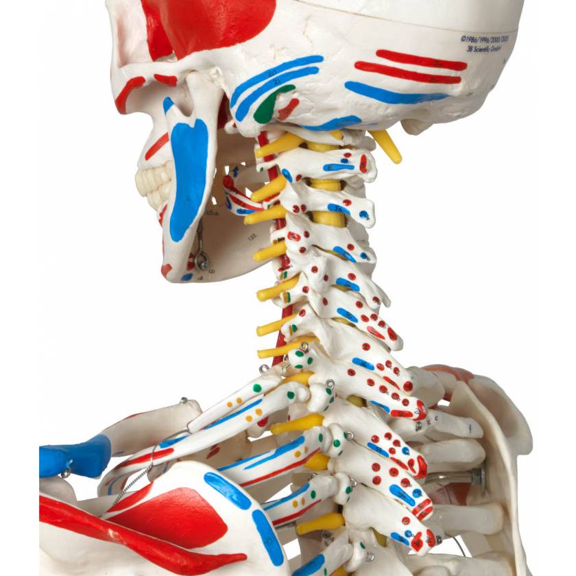3B Scientific A13 Sam the Super Skeleton on Pelvic Mounted Stand