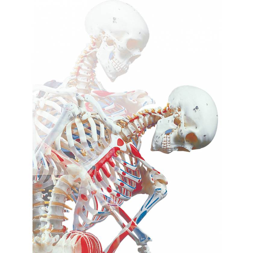 3B Scientific A13 Sam the Super Skeleton on Pelvic Mounted Stand