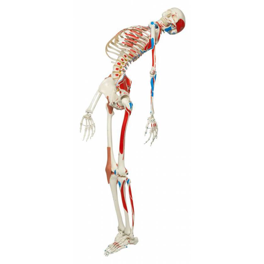 3B Scientific A13 Sam the Super Skeleton on Pelvic Mounted Stand