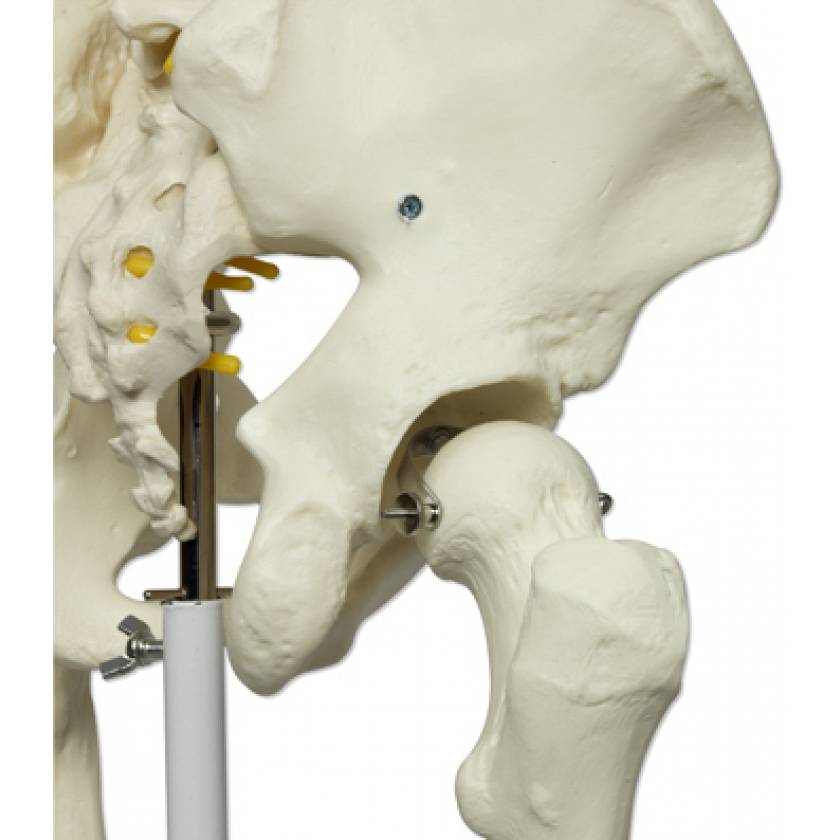 3B Scientific A15 Fred the Flexible Skeleton Foot Hand Wire Mounted