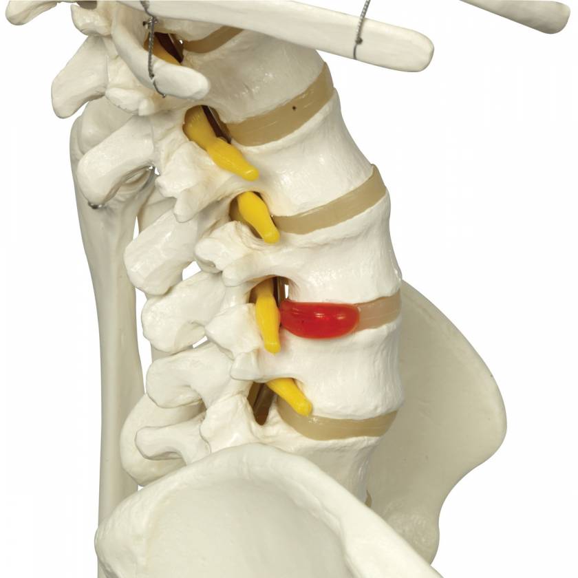 3B Scientific A15 Fred the Flexible Skeleton Foot Hand Wire Mounted