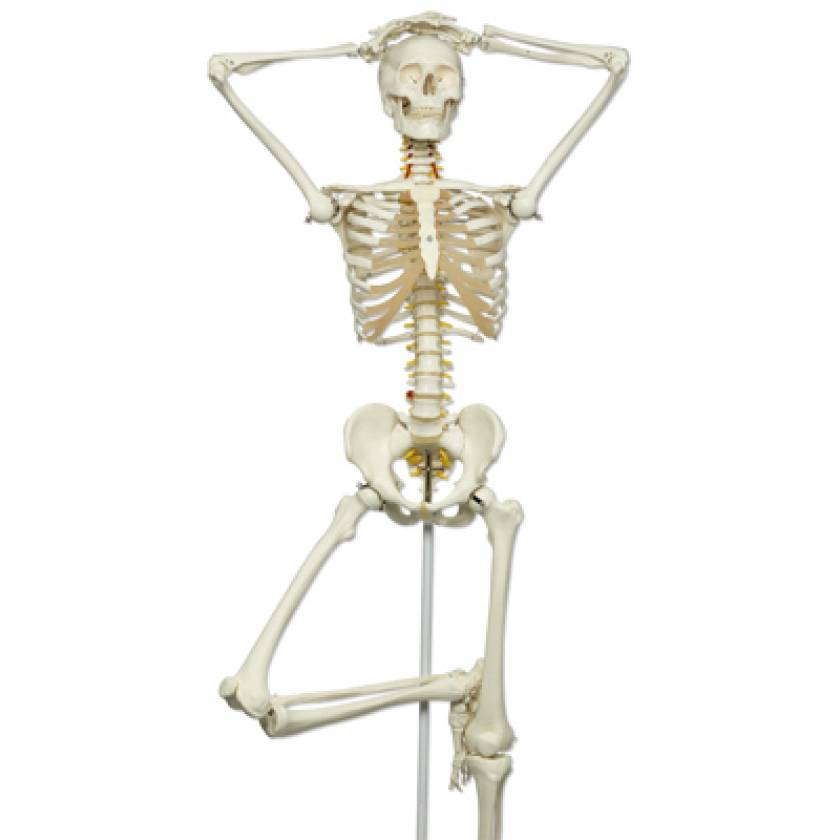 3B Scientific A15 Fred the Flexible Skeleton Foot Hand Wire Mounted