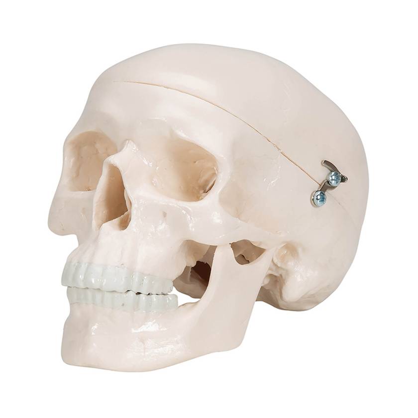 3B Scientific A18/15 Mini Skull Anatomical Model