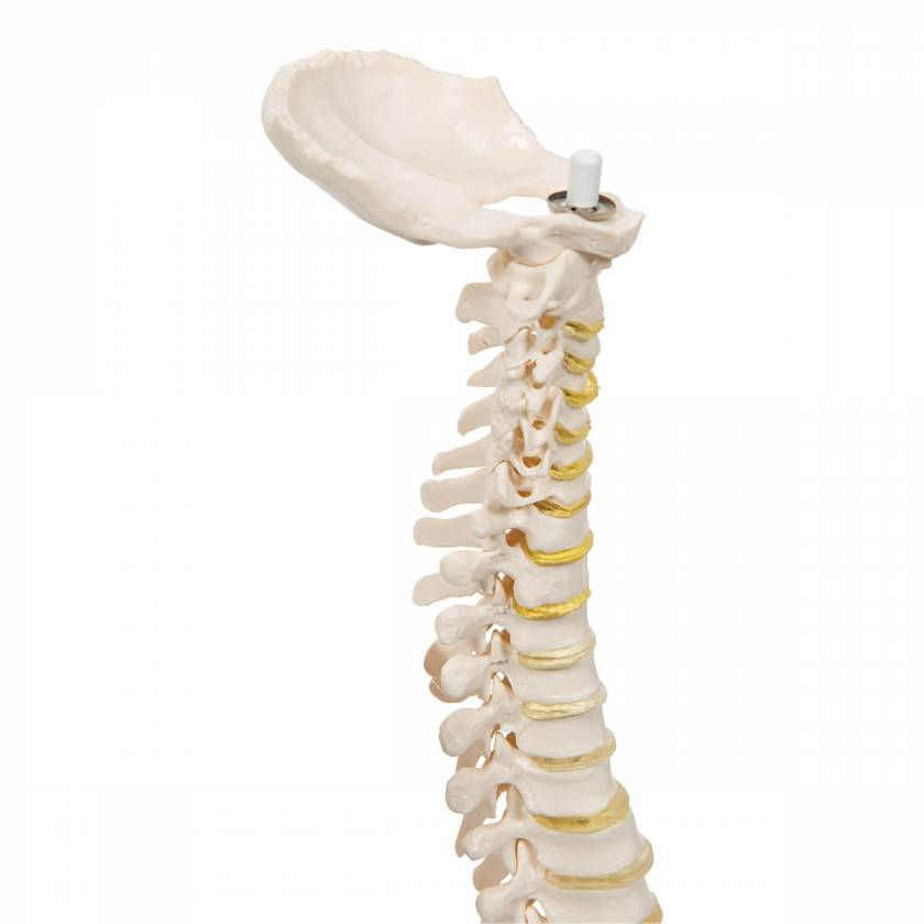 3B Scientific A18-20 Mini Flexible Vertebral Column Model 3B Smart Anatomy