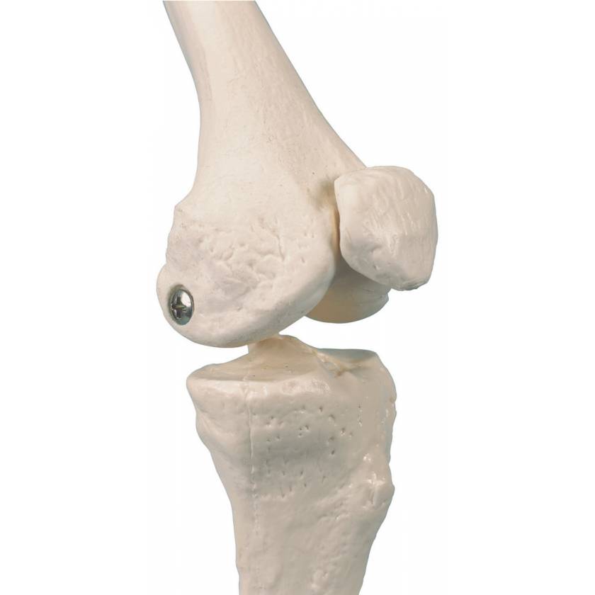 3B Scientific A18 Mounted on Base Mini Skeleton Anatomical Model