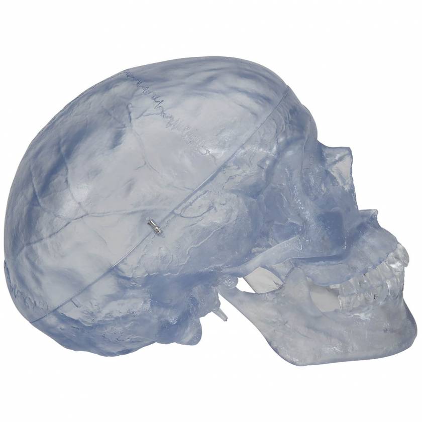 3B Scientific A20-T 3-Part Transparent Classic Human Skull Model