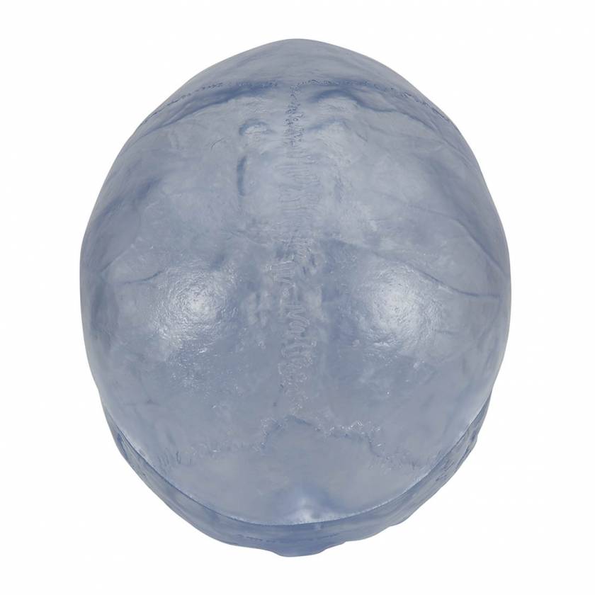 3B Scientific A20-T 3-Part Transparent Classic Human Skull Model