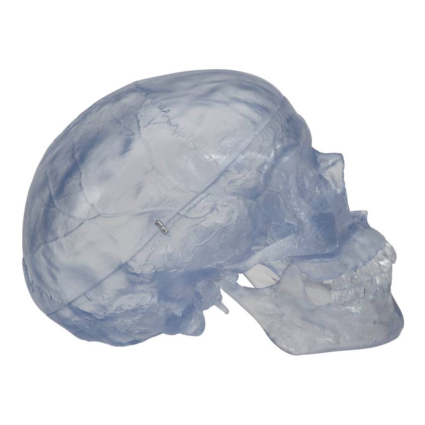 3B Scientific A20-T 3-Part Transparent Classic Human Skull Model
