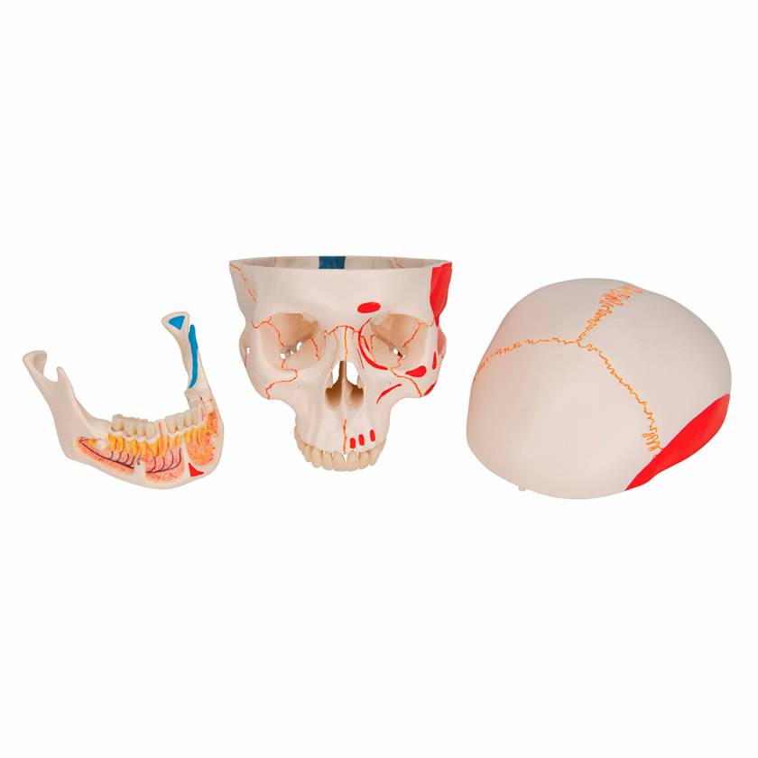 3B Scientific A22-1 3-Part Classic Painted Skull 3B Smart Anatomy