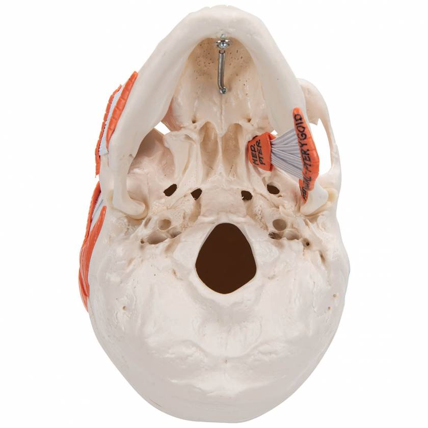 3B Scientific A24 TMJ Human Skull Anatomical Model 2-Part