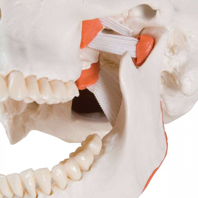 3B Scientific A24 TMJ Human Skull Anatomical Model 2-Part