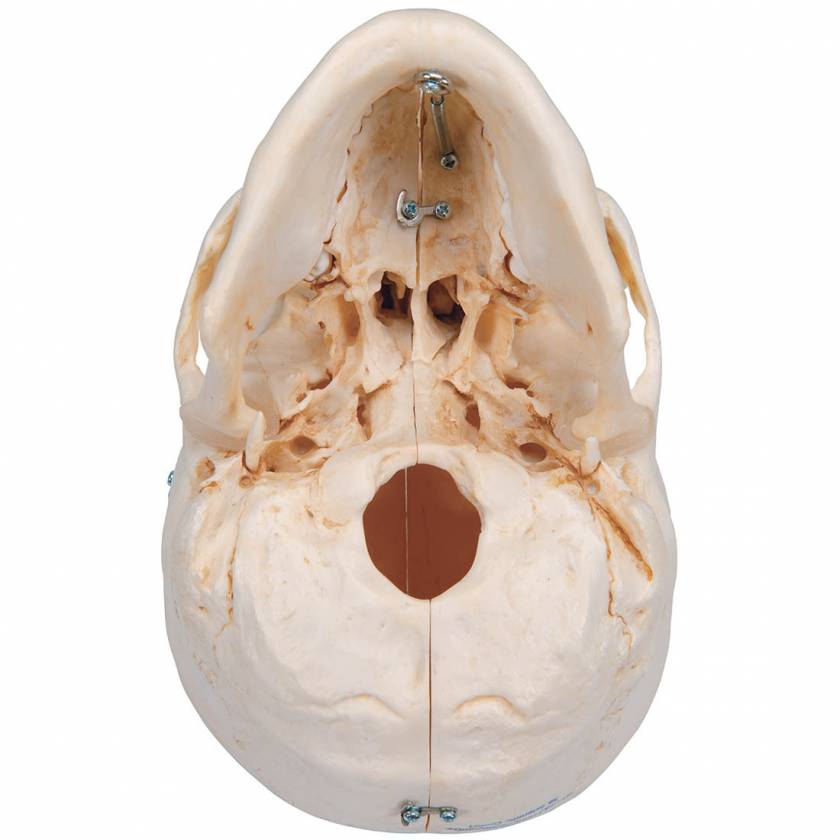 3B Scientific A281 6-Part Bonelike Human Skull Model
