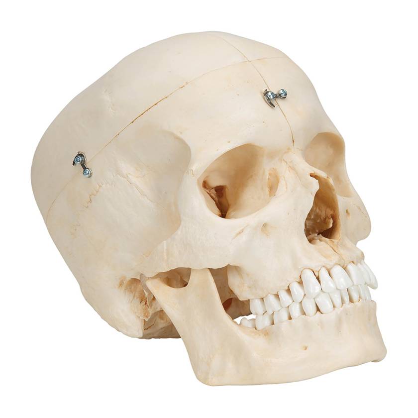 3B Scientific A281 6-Part Bonelike Human Skull Model