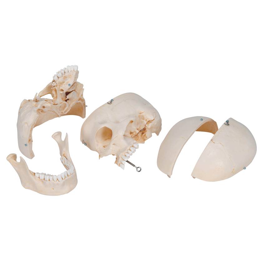 3B Scientific A281 6-Part Bonelike Human Skull Model