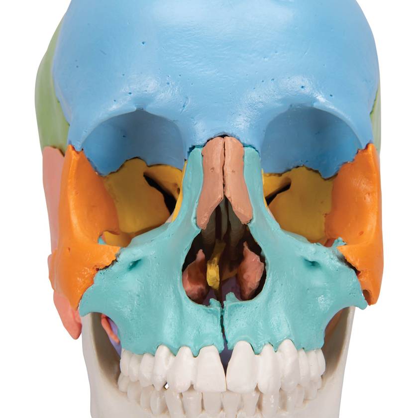 3B Scientific A291 Didactic Color Coded Human Skull 3B Smart Anatomy