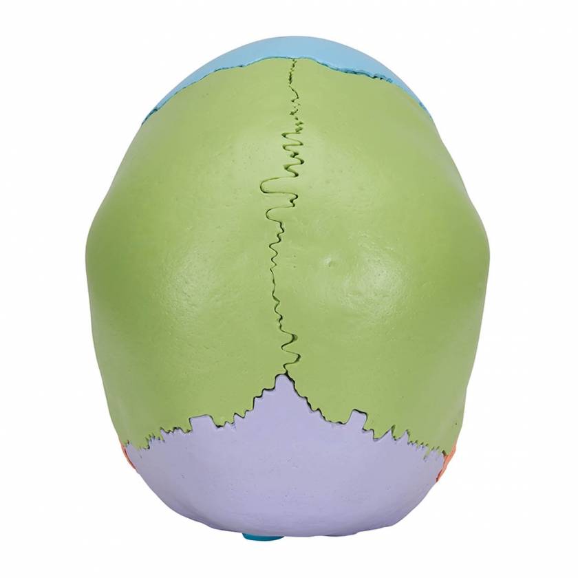 3B Scientific A291 Didactic Color Coded Human Skull Kit