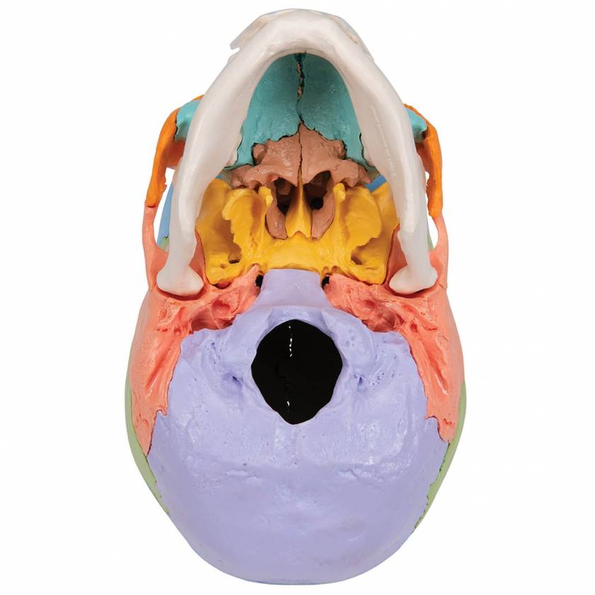 3B Scientific A291 Didactic Color Coded Human Skull Kit