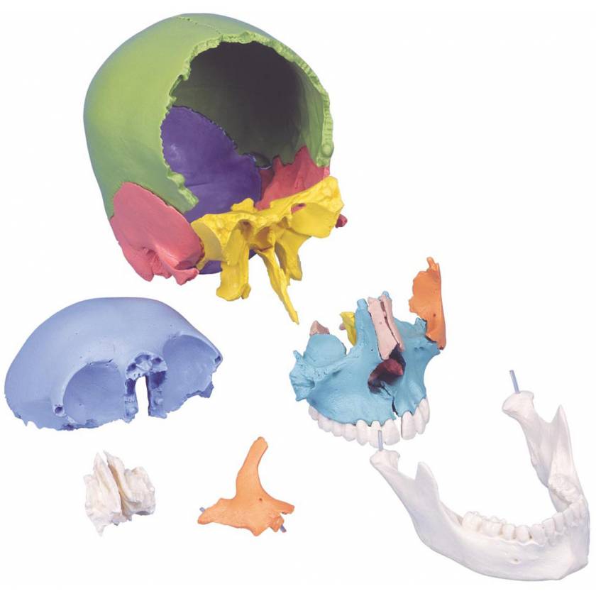 3B Scientific A291 Didactic Color Coded Human Skull Kit