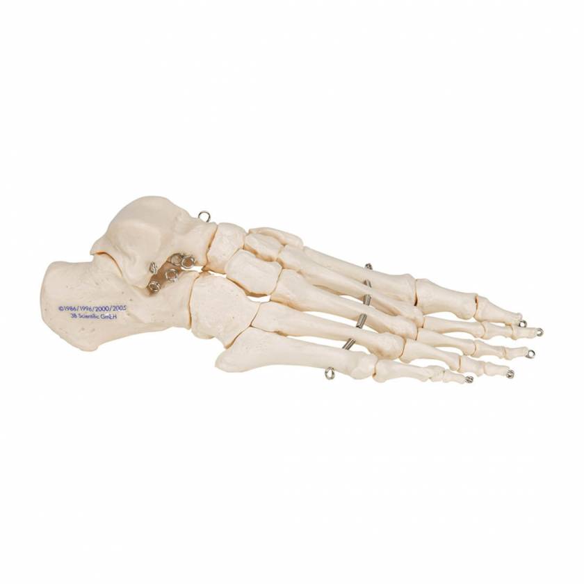 3B Scientific Foot Skeleton Mounted on Wire - Left