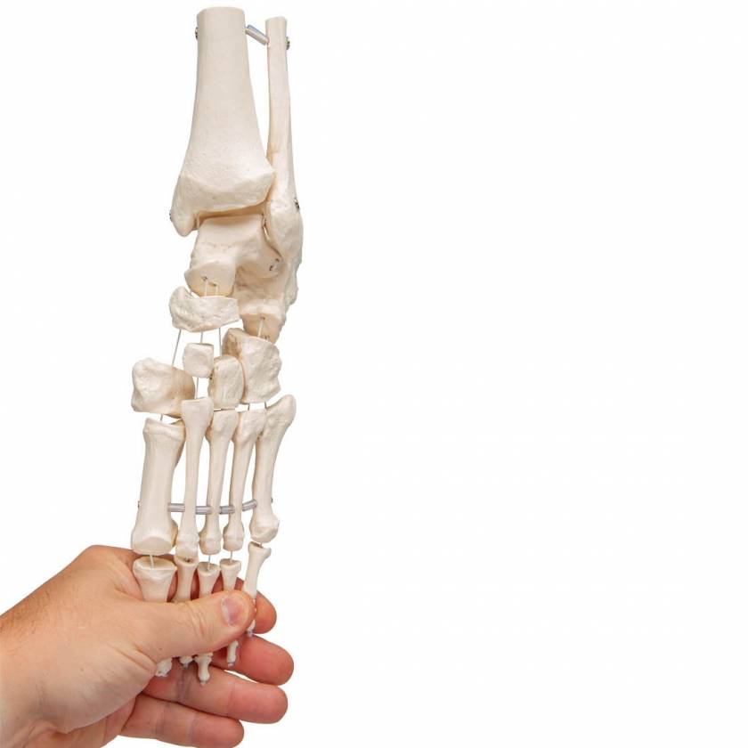 3B Scientific A31/1 Loose Foot and Ankle Skeleton with Elastic Bungy