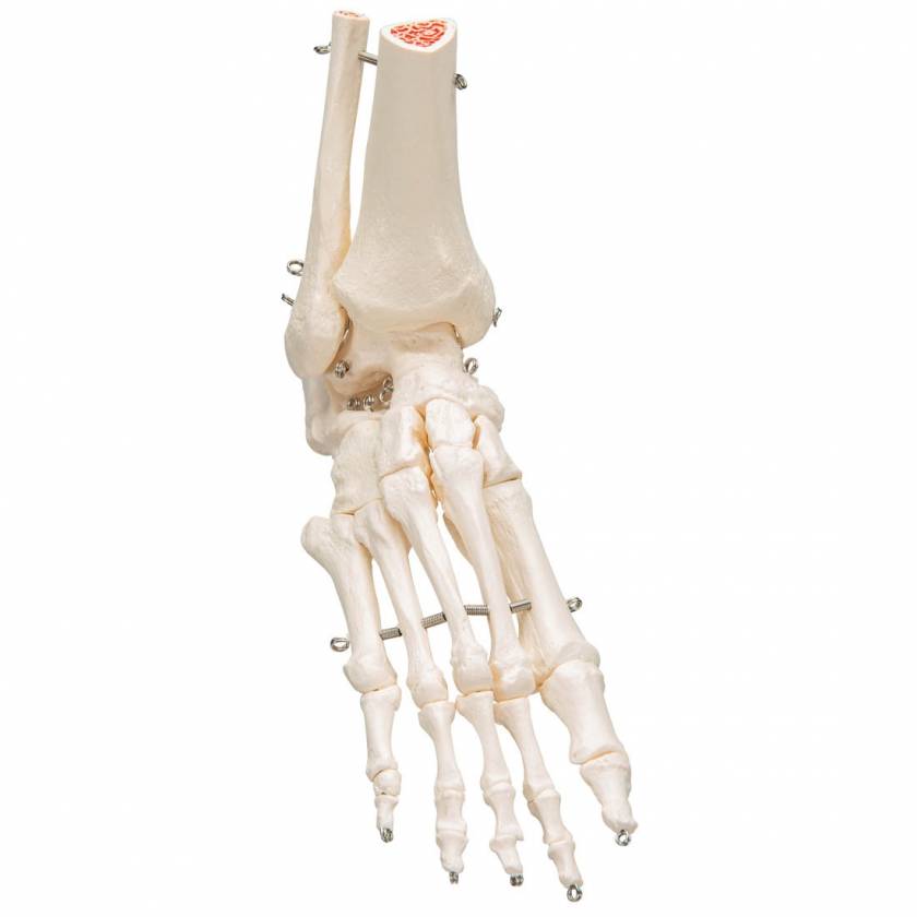 3B Scientific A31L Rigid Skeletal Foot Model Portion Tibia Fibula