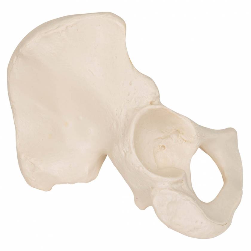 3B Scientific A35-5L Individual Hip Bone Model