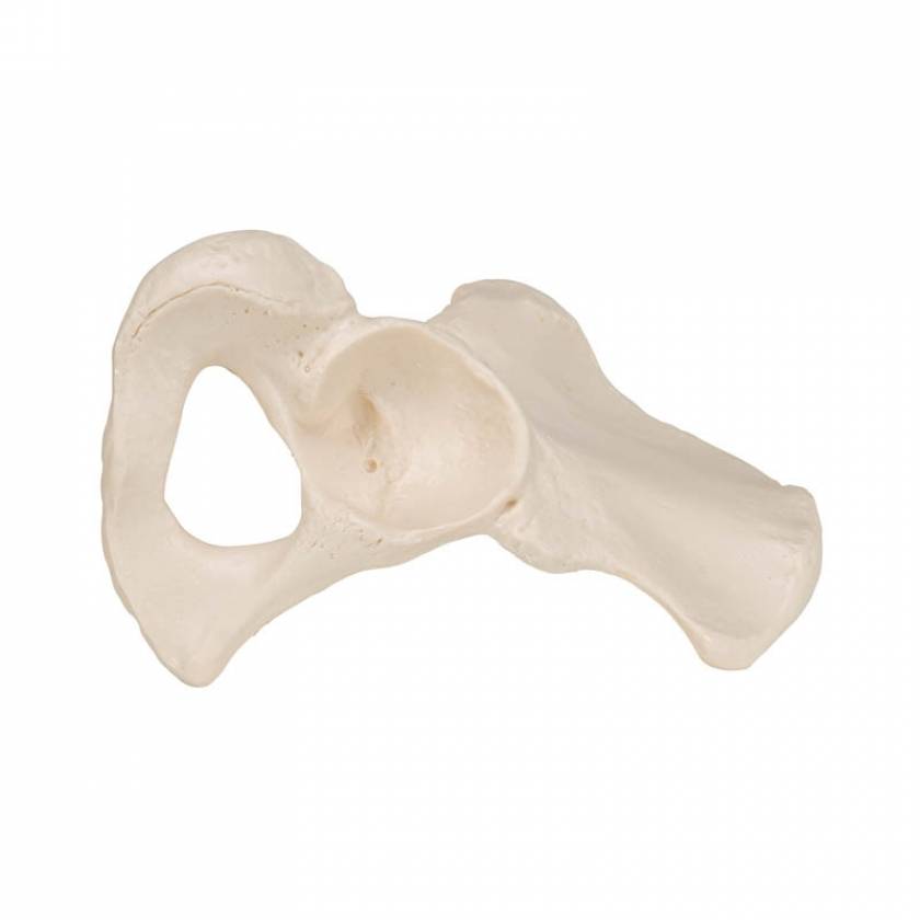 3B Scientific A35-5L Individual Hip Bone Model