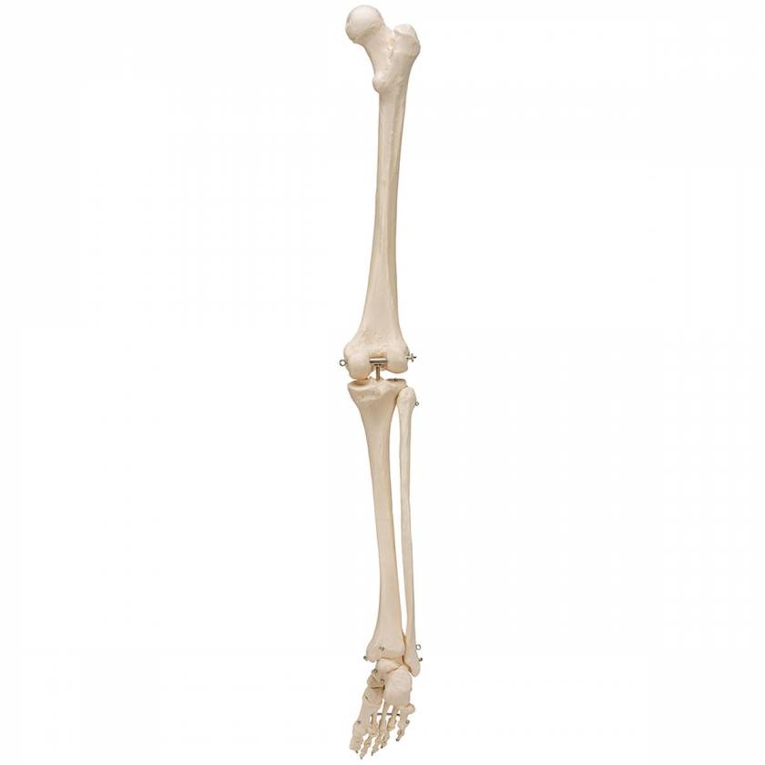 3B Scientific A35L Leg Skeleton with Foot