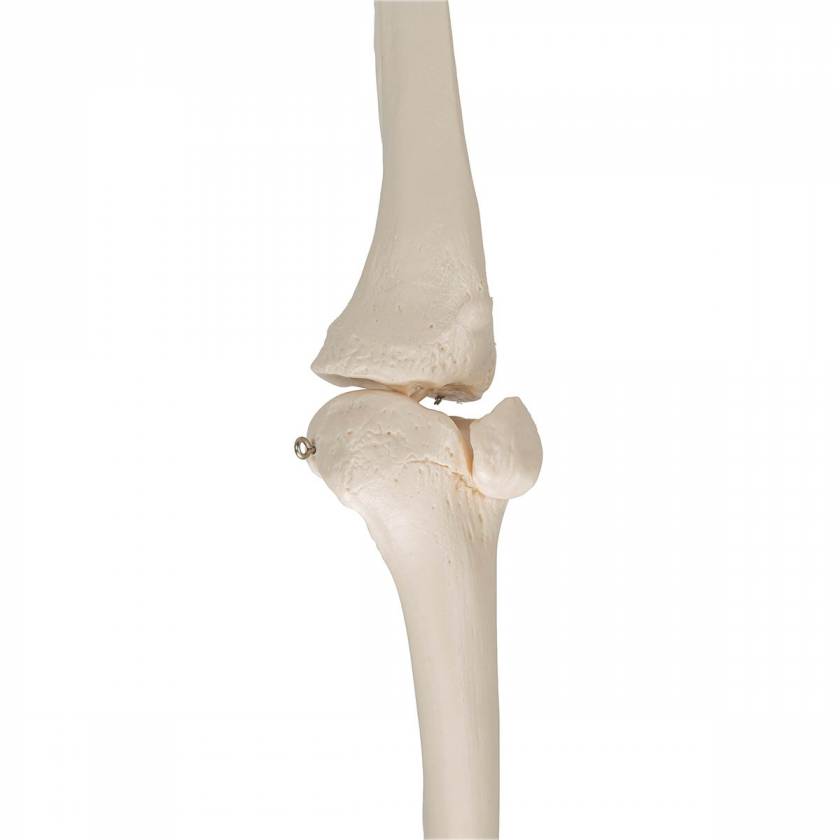 3B Scientific A35L Leg Skeleton with Foot