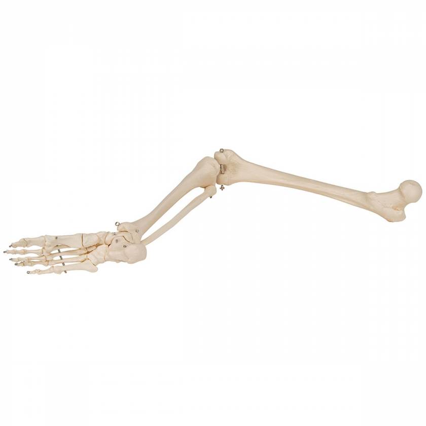 3B Scientific A35L Leg Skeleton with Foot