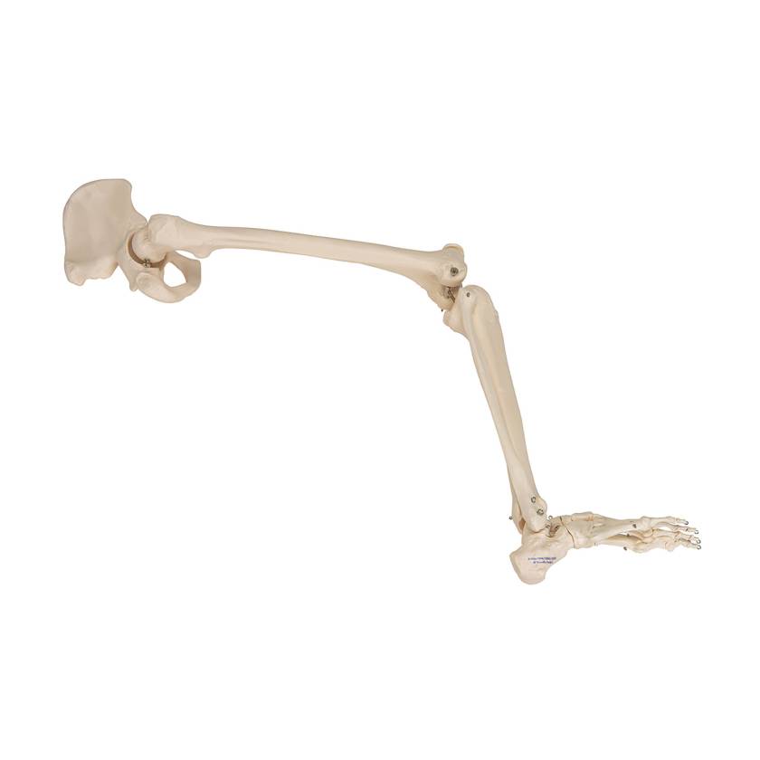 3B Scientific A36 Leg Skeleton with Hip Bone