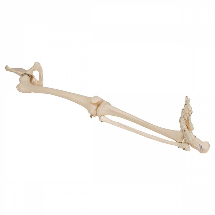 3B Scientific A36L Leg Skeleton with Hip Bone