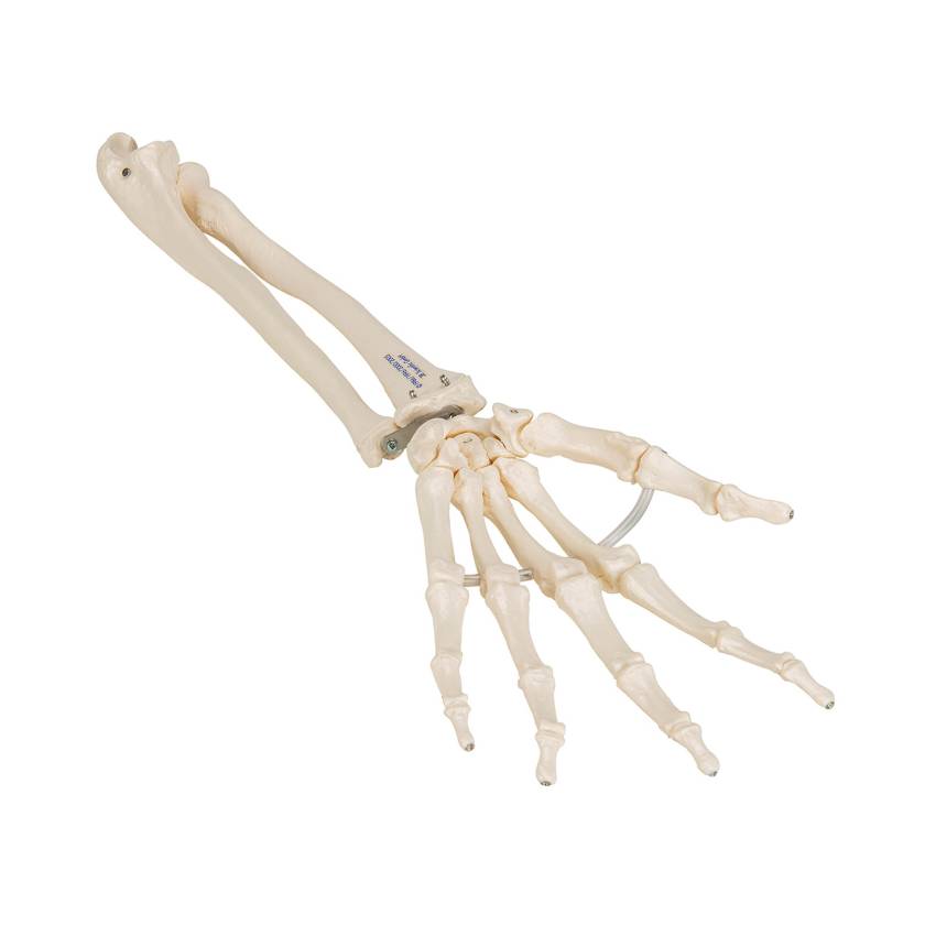 3B Scientific A40/3 Loose Hand Skeleton with Ulna Radius Portions