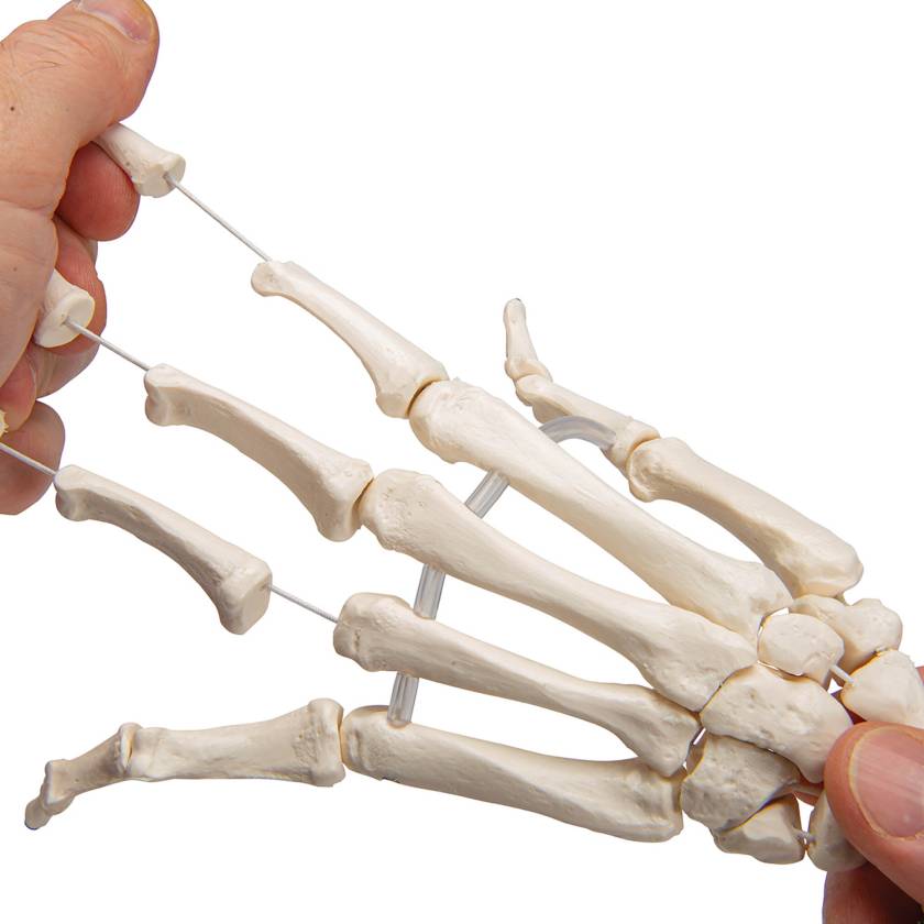 3B Scientific A40/3 Loose Hand Skeleton with Ulna Radius Portions