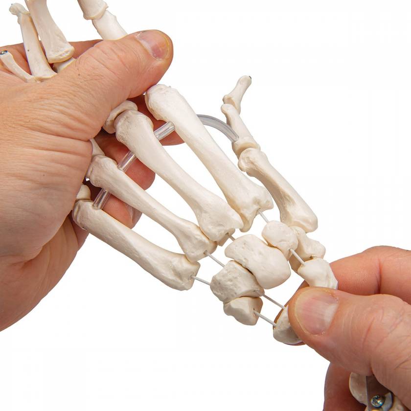 3B Scientific A40-3L Loose Hand Skeleton with Ulna Radius Portions