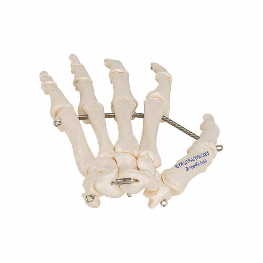 3B Scientific A40L Hand Skeleton Wire Mounted